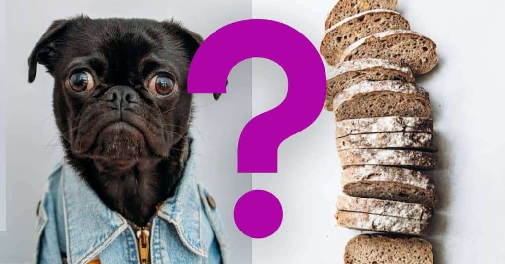Can Dogs Eat Bread? A Vet’s Opinion - Vetnoms