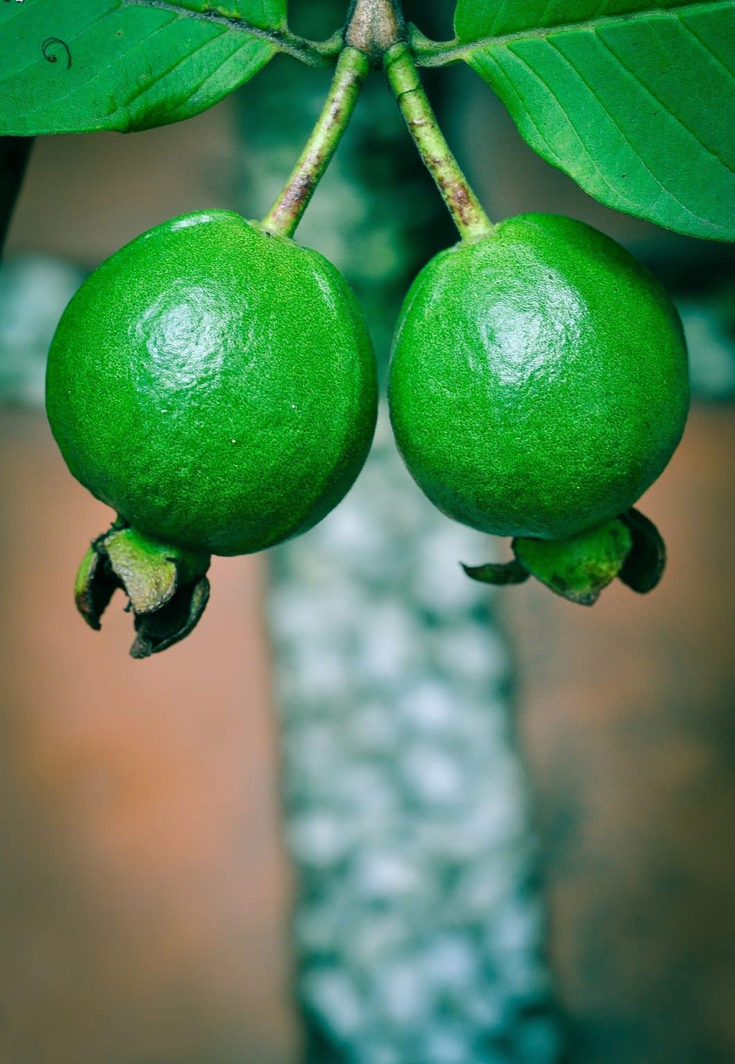 Can Dogs Eat Guava? A Vet’s Opinion - Vetnoms