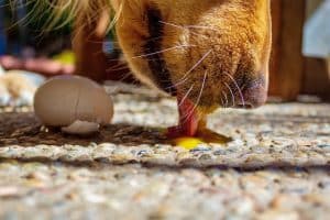 Can Dogs Eat Egg Yolk? A Vet’s Opinion - Vetnoms