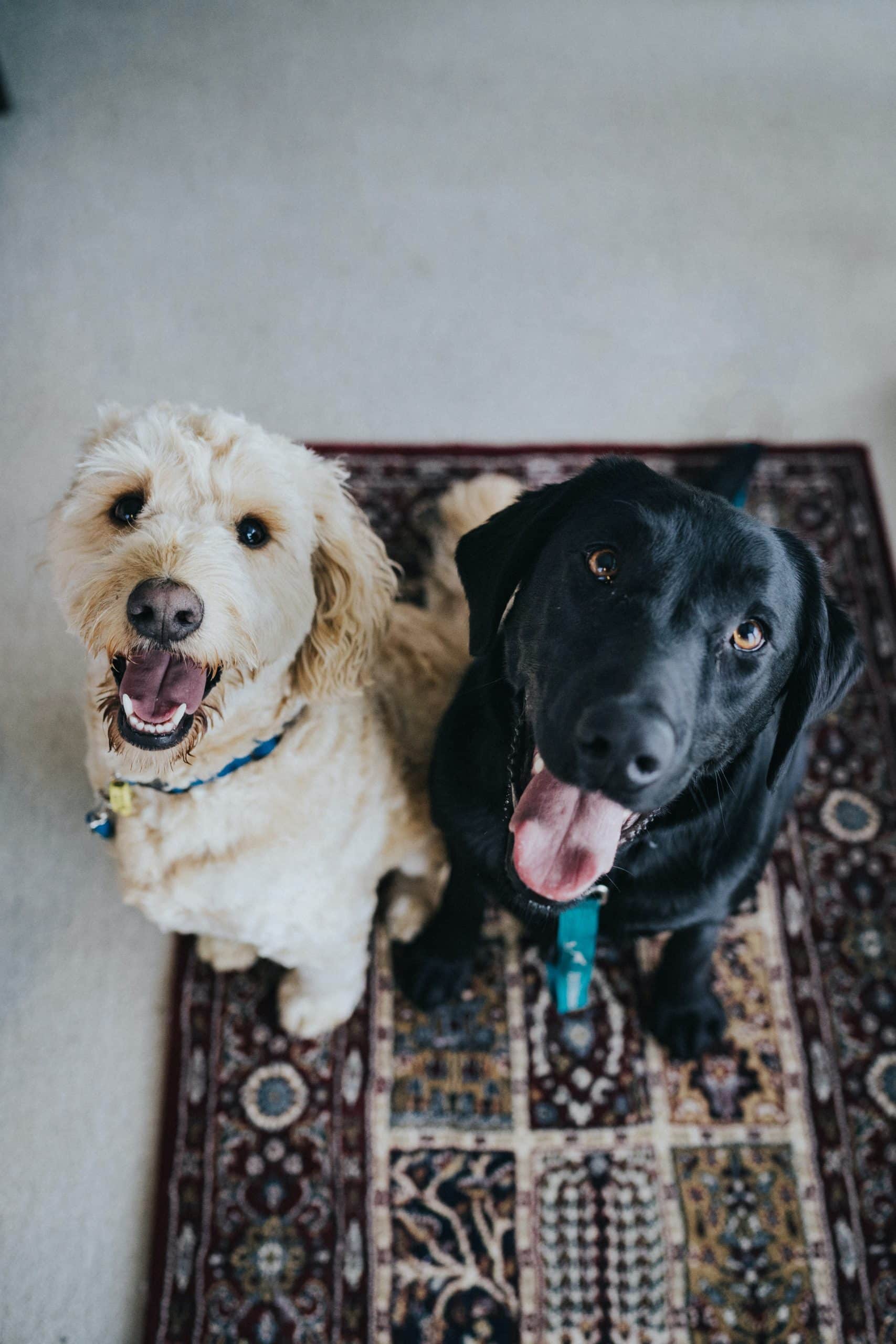 Can dogs eat ants? A Vet’s Opinion - Vetnoms