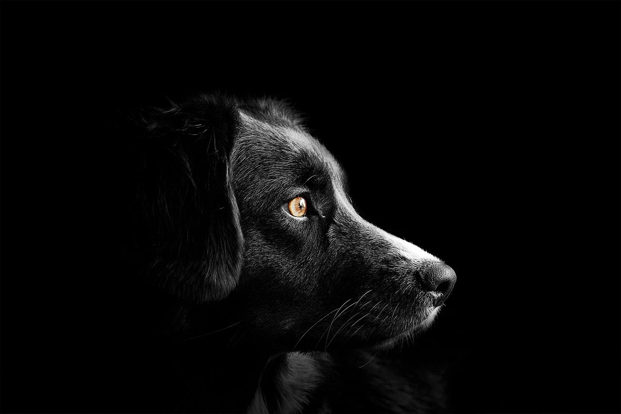 Can Dogs Eat Chives? A Vet’s Opinion - Vetnoms